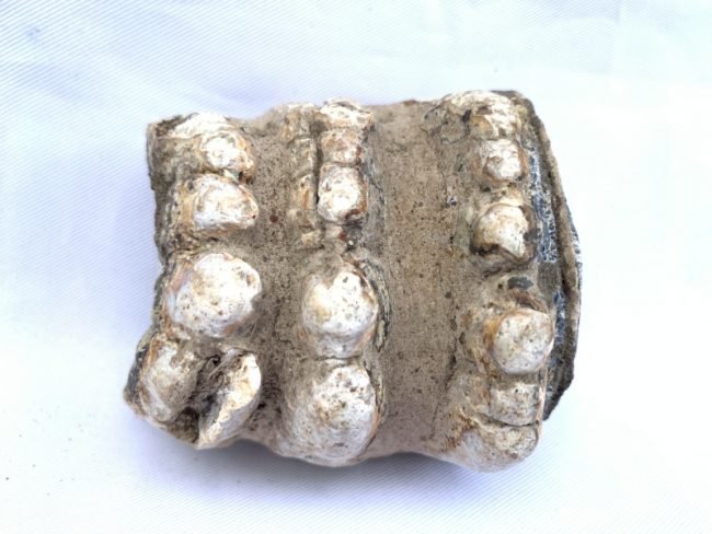 Prehistoric FOSSIL Ridge Molar Dinosaur Mammal BIG TEETH geology