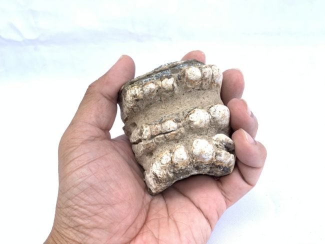 Prehistoric FOSSIL Ridge Molar Dinosaur Mammal BIG TEETH geology