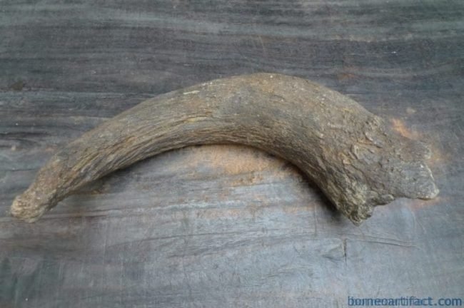 antler fossil ANCIENT BUFFALO Skull and Antler Fossil Sulawesi Organic