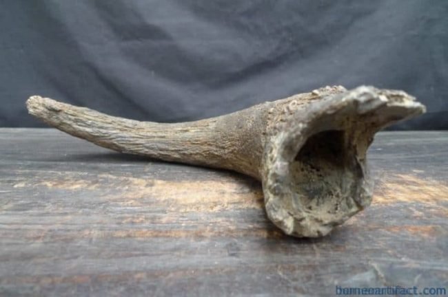 antler fossil ANCIENT BUFFALO Skull and Antler Fossil Sulawesi Organic