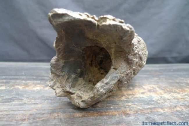antler fossil ANCIENT BUFFALO Skull and Antler Fossil Sulawesi Organic