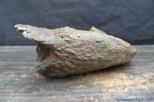 antler fossil ANCIENT BUFFALO Skull and Antler Fossil Sulawesi Organic