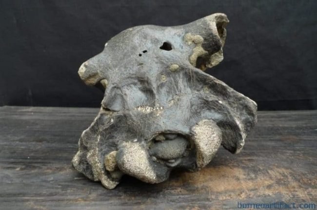 antler fossil ANCIENT BUFFALO Skull and Antler Fossil Sulawesi Organic