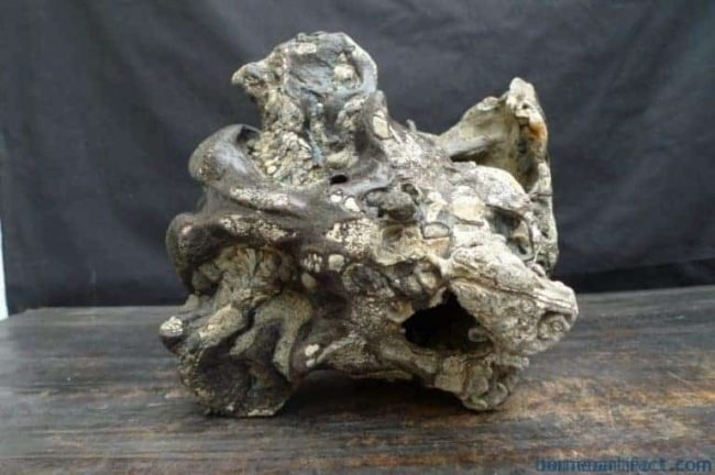 antler fossil ANCIENT BUFFALO Skull and Antler Fossil Sulawesi Organic