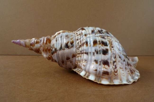 TRITON SHELL 320mm PACIFIC SEASHELL Aquarium Trumpet Coral