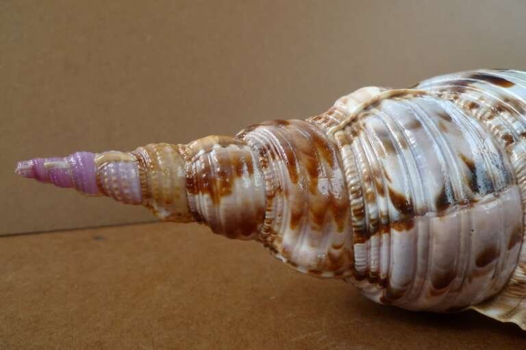 TRITON SHELL 320mm PACIFIC SEASHELL Aquarium Trumpet Coral