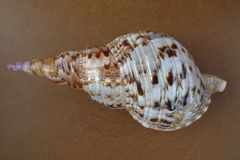 TRITON SHELL 320mm PACIFIC SEASHELL Aquarium Trumpet Coral