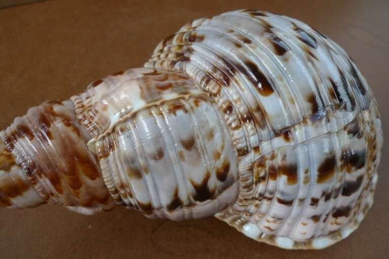 TRITON SHELL 320mm PACIFIC SEASHELL Aquarium Trumpet Coral