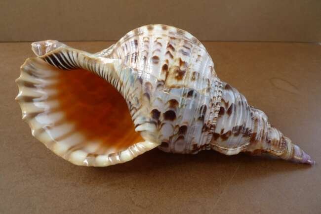 TRITON SHELL 320mm PACIFIC SEASHELL Aquarium Trumpet Coral