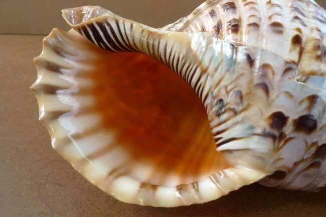 TRITON SHELL 320mm PACIFIC SEASHELL Aquarium Trumpet Coral