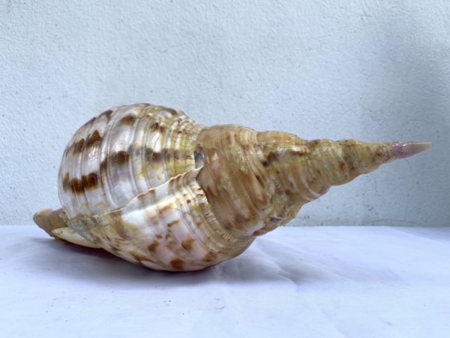 Giant Snail Pacific Triton Shell Seashell Beach Deco Trumpet Lamp