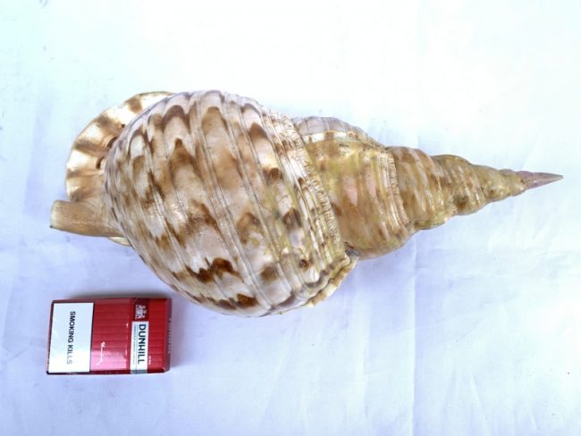 Giant Snail Pacific Triton Shell Seashell Beach Deco Trumpet Lamp
