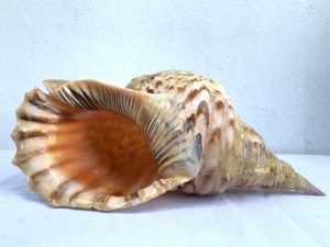 Giant Snail Pacific Triton Shell Seashell Beach Deco Trumpet Lamp