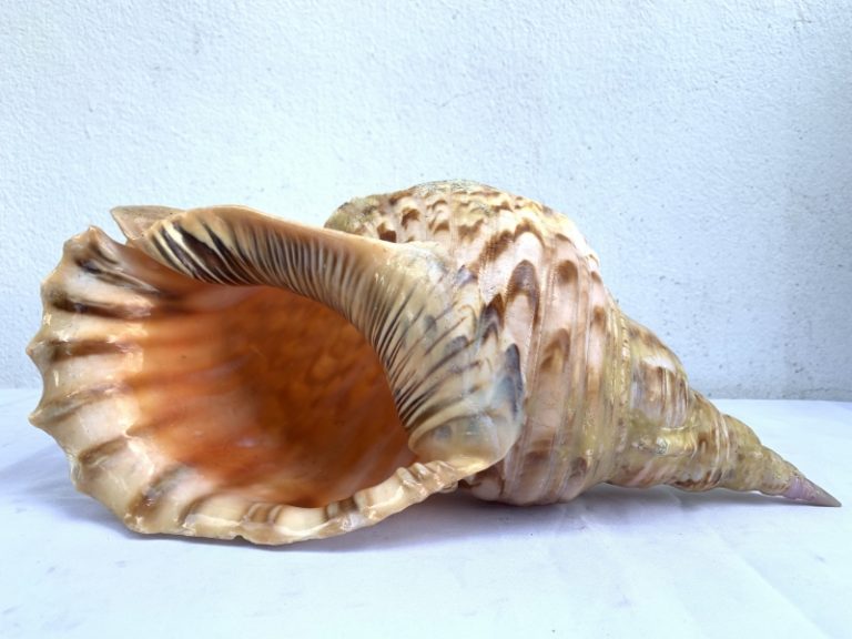 Giant Snail Pacific Triton Shell Seashell Beach Deco Trumpet Lamp