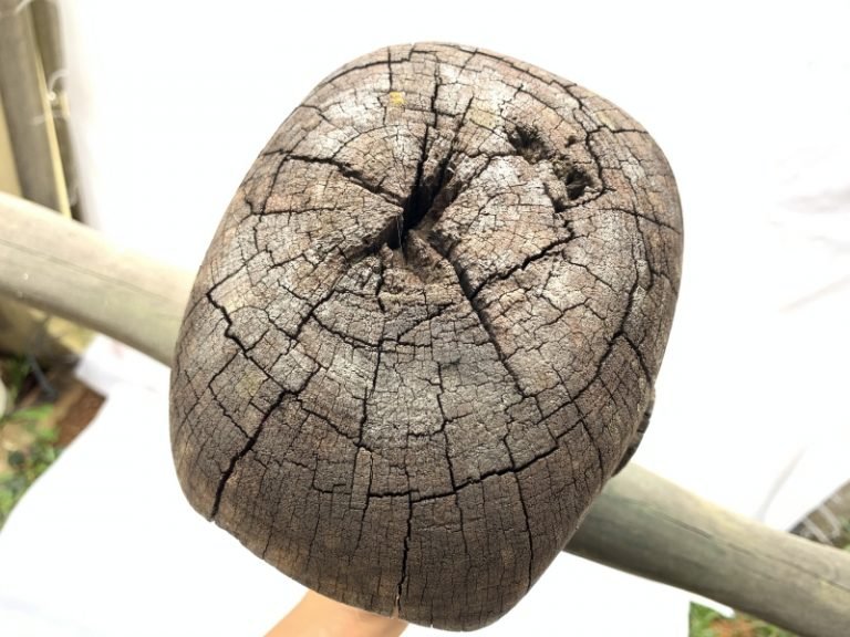 Tribal Figure PATUNG POLISI STATUE Dayak Sculpture Authentic Borneo