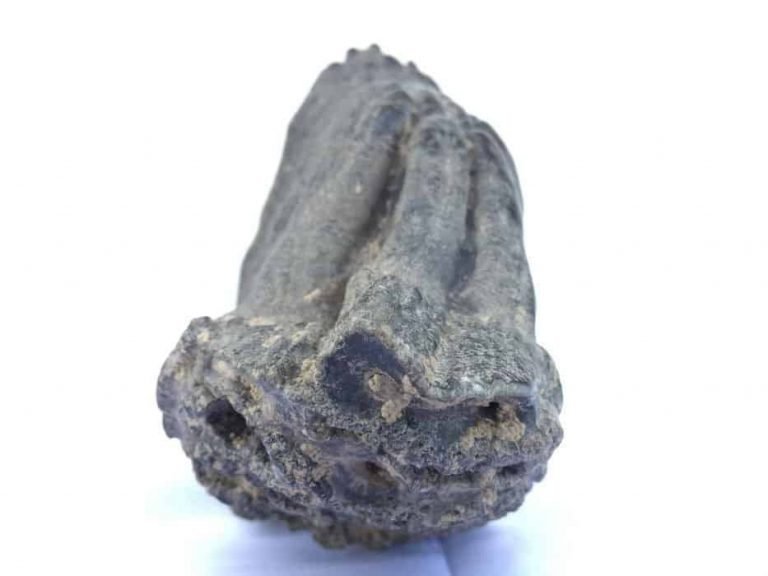 STEGODON MASTODON GLAZED TEETH Fossil Prehistoric asia finding