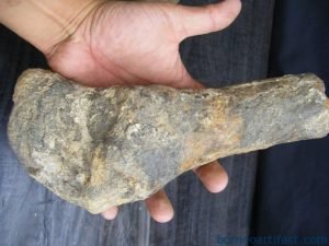 FOSSIL ANCIENT MEGA SIZE BONE Stegodon No Dinosaur Fossils Relic