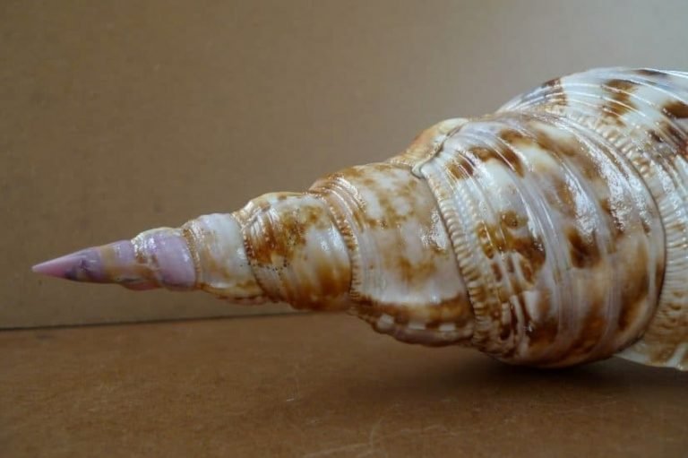 PACIFIC TRITON Large Sea Snail Seashell Charonia Trumpet Asia Home