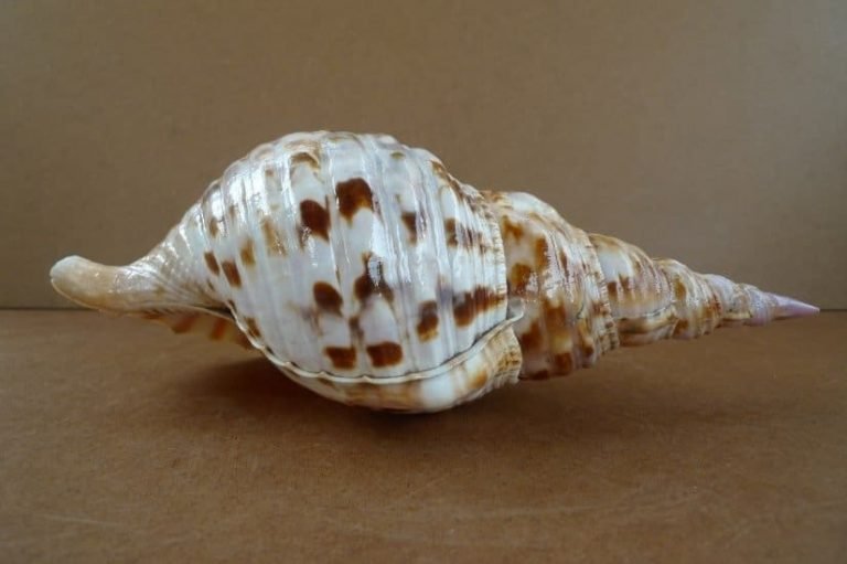 PACIFIC TRITON Large Sea Snail Seashell Charonia Trumpet Asia Home