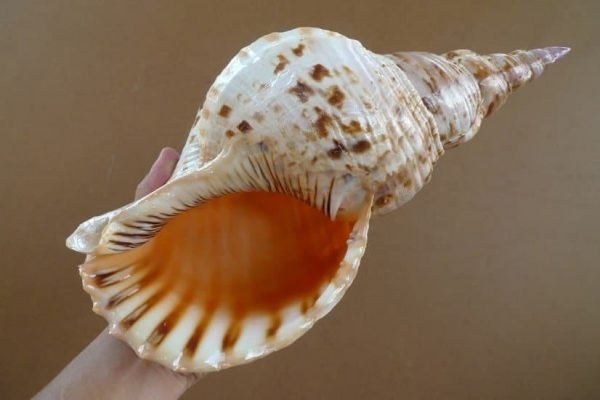 Seashell Lamp GIANT PACIFIC TRITON home deco Charonia Trumpet