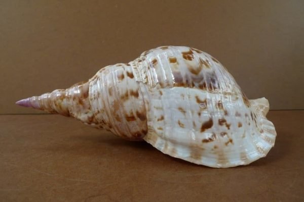 Seashell Lamp GIANT PACIFIC TRITON home deco Charonia Trumpet
