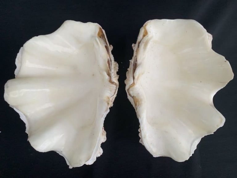 GIANT CLAM GIGAS SQUAMOSA FLUTED Seashell Aquarium Tridacna