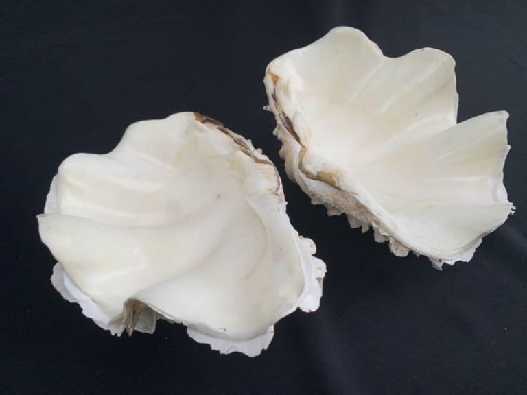 GIANT CLAM GIGAS SQUAMOSA FLUTED Seashell Aquarium Tridacna