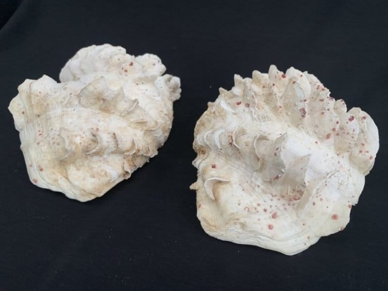 GIANT CLAM GIGAS SQUAMOSA FLUTED Seashell Aquarium Tridacna