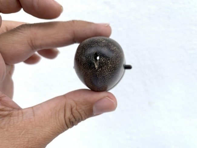 apadravya Crossbar Ampallang Penis Piercing Tribal Tattoo Piercing