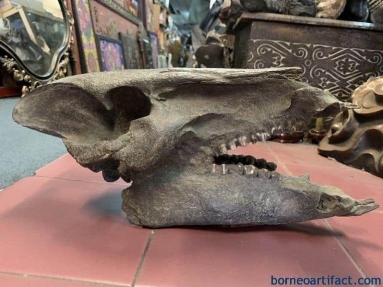 Wild Boar Fossil Fossils Large Skull Prehistoric Animal Eurasian Swine Pig