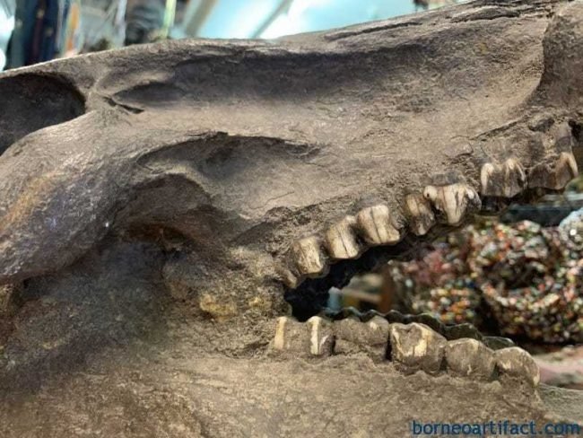 Wild Boar Fossil Fossils Large Skull Prehistoric Animal Eurasian Swine Pig