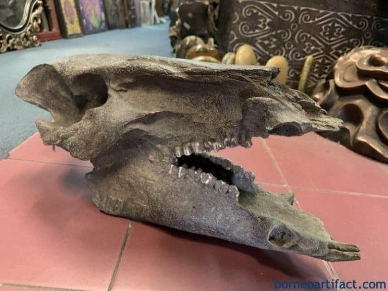 Wild Boar Fossil Fossils Large Skull Prehistoric Animal Eurasian Swine Pig