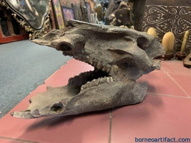 Wild Boar Fossil Fossils Large Skull Prehistoric Animal Eurasian Swine Pig
