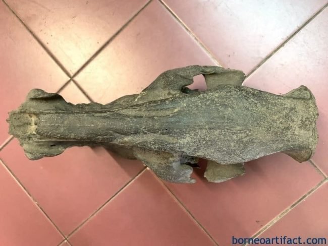 Wild Boar Fossil Fossils Large Skull Prehistoric Animal Eurasian Swine Pig