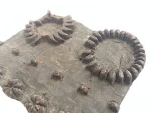 Ink Block NEPAL Antique Wooden Stamp Block Chop Textile Fabric Print