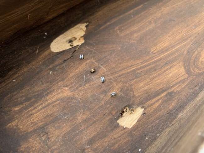 Vintage Guitar Borneo Sape Musical Traditional Tribal Instrument