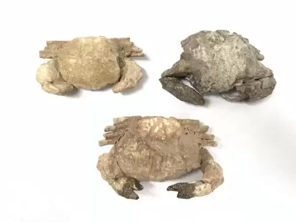 Crab Fossil (3 Specimen) Fossils Crustaceans Jurassic Dinosaur