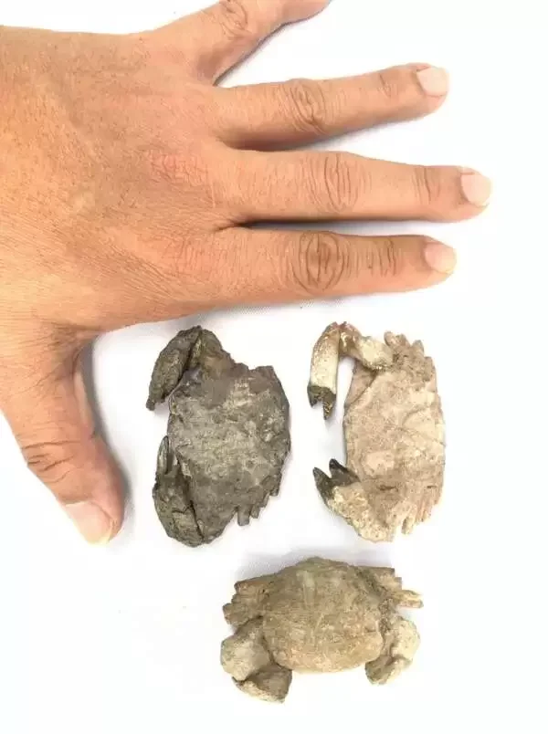 Crab Fossil (3 Specimen) Fossils Crustaceans Jurassic Dinosaur